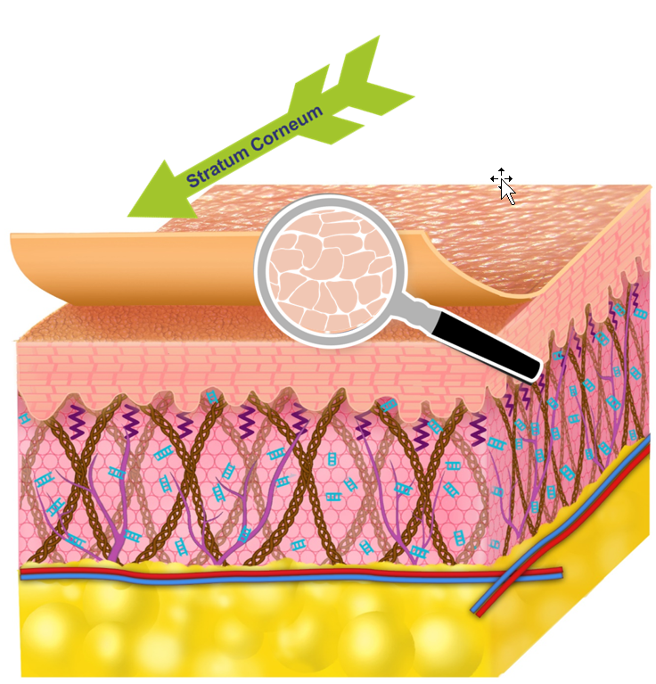 Skin Barrier Course : Kodie Organic School: The best Cosmetology School ...
